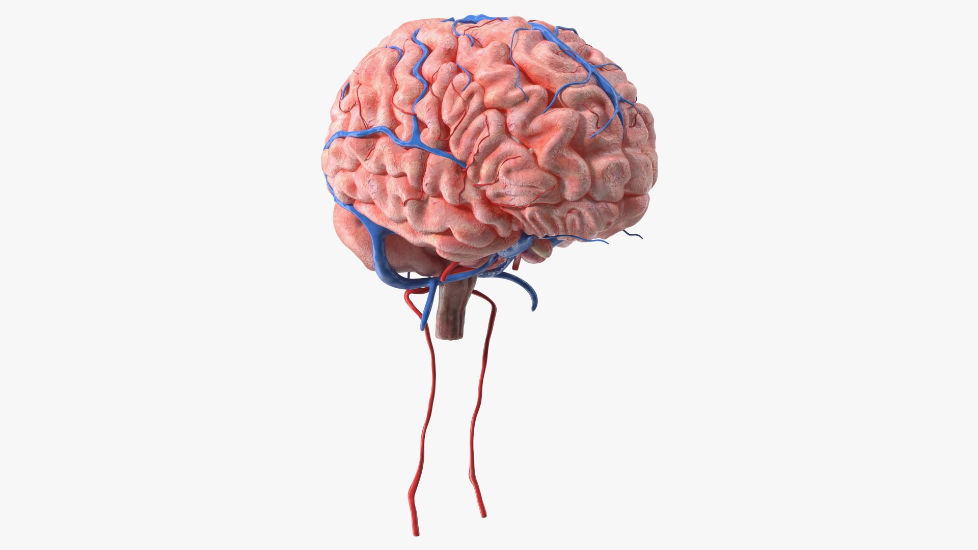 Boy Brain 3D model - TurboSquid 1828133