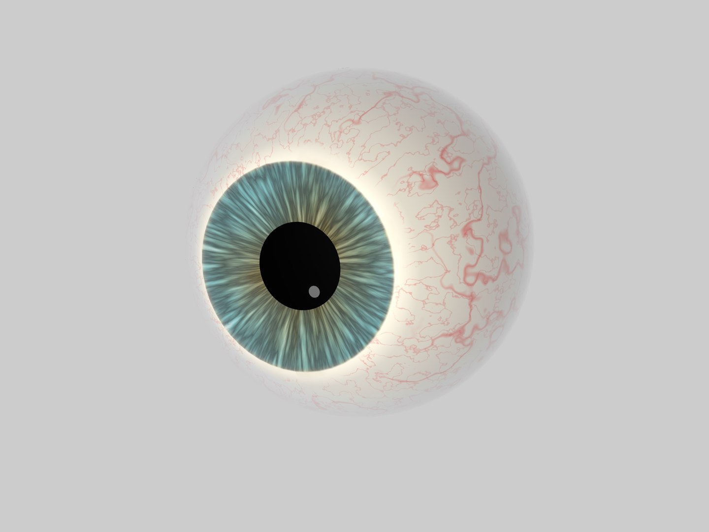 Human Eye Cross Section 3d Model