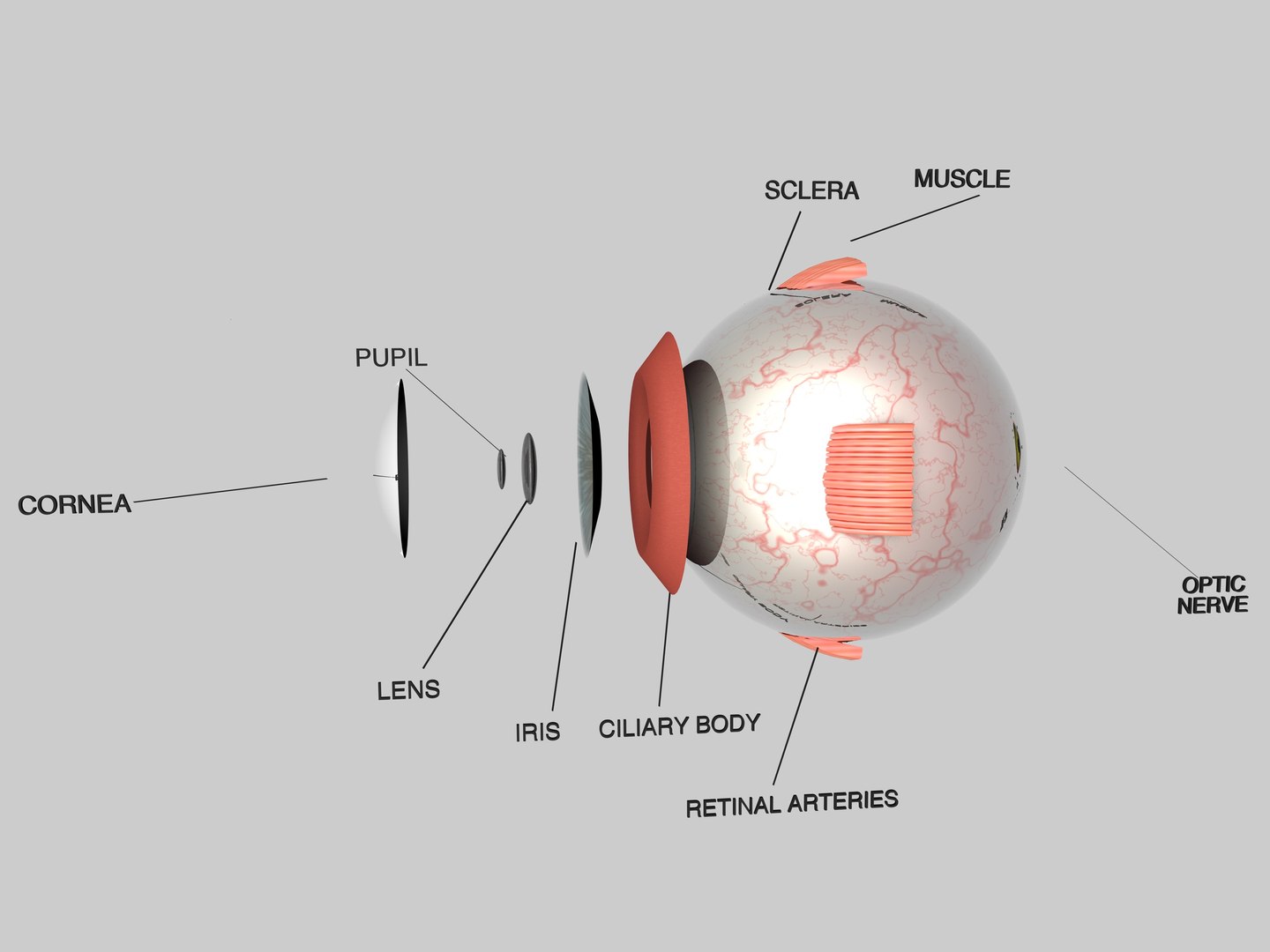human eye cross section 3d model