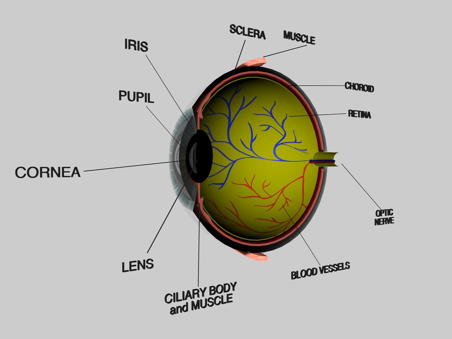Human Eye Cross Section 3d Model