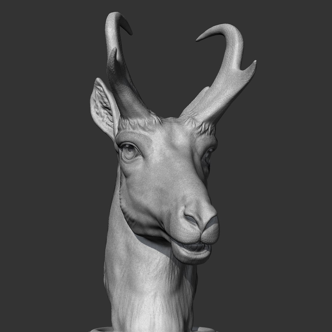 Pronghorn Head AM23 Print 3D Model - TurboSquid 2105546