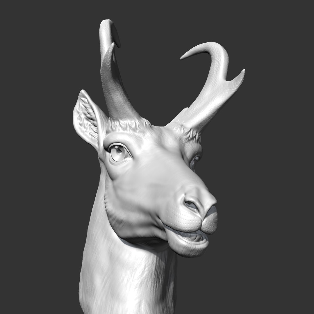 Pronghorn Head AM23 print 3D model - TurboSquid 2105546
