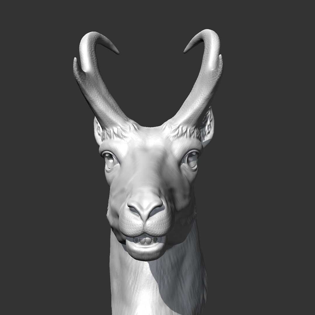 Pronghorn Head AM23 Print 3D Model - TurboSquid 2105546