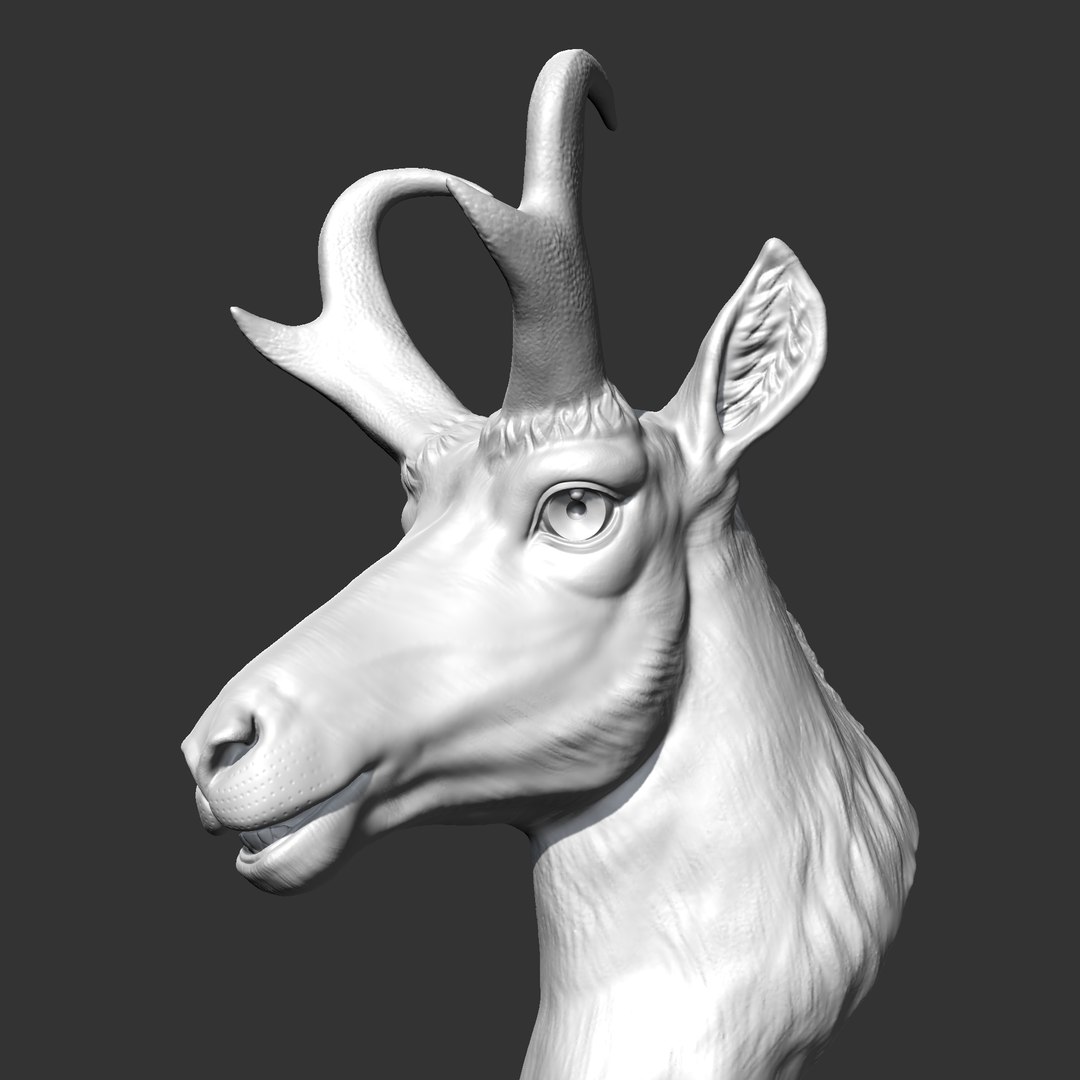 Pronghorn Head AM23 print 3D model - TurboSquid 2105546