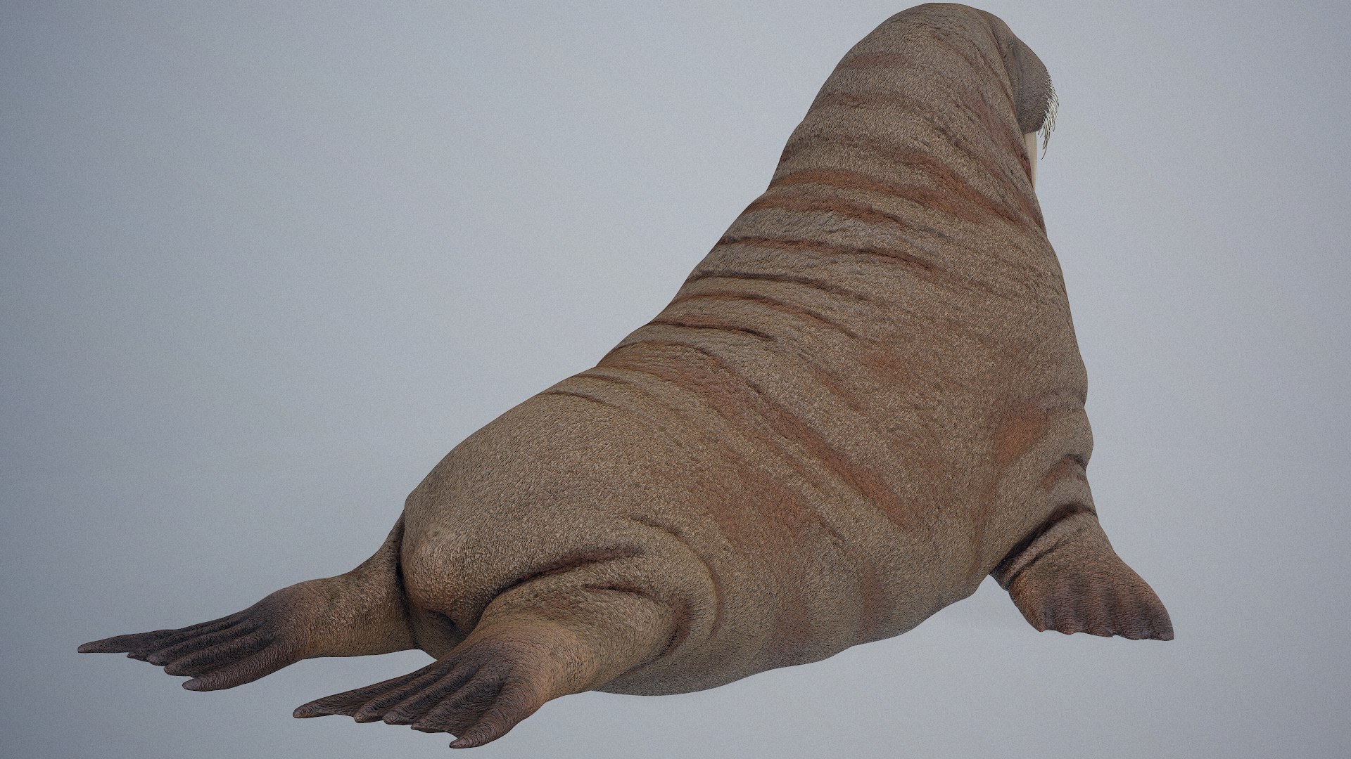 3D Model Walrus Animal Nature - TurboSquid 1619330