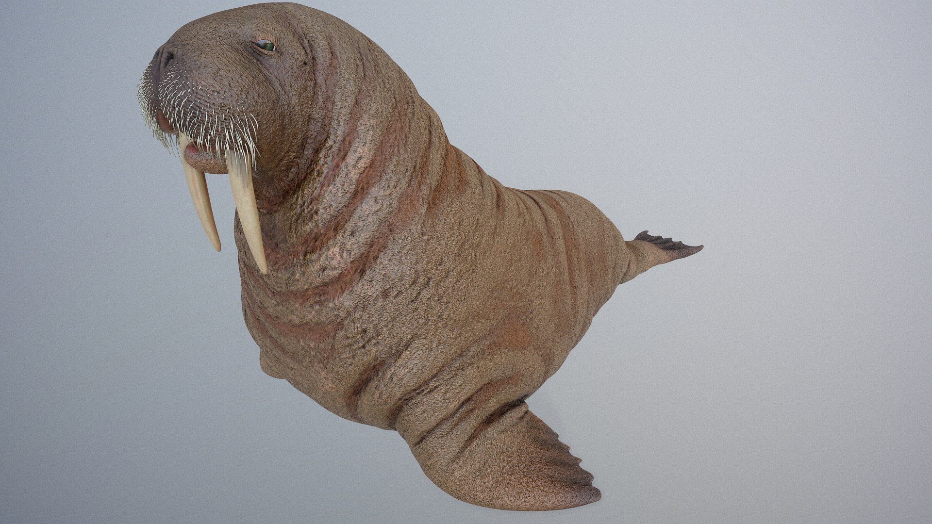 3D Model Walrus Animal Nature - TurboSquid 1619330