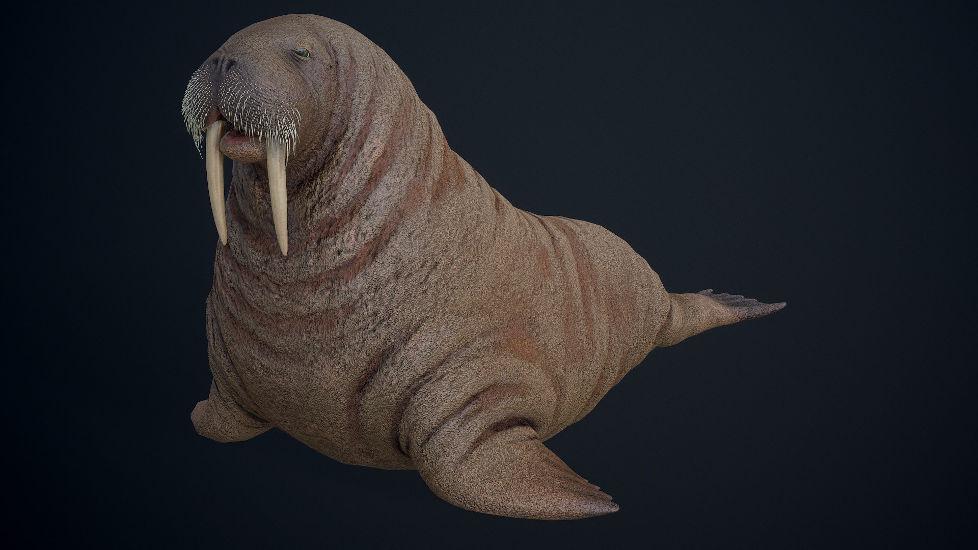 3D Model Walrus Animal Nature - TurboSquid 1619330