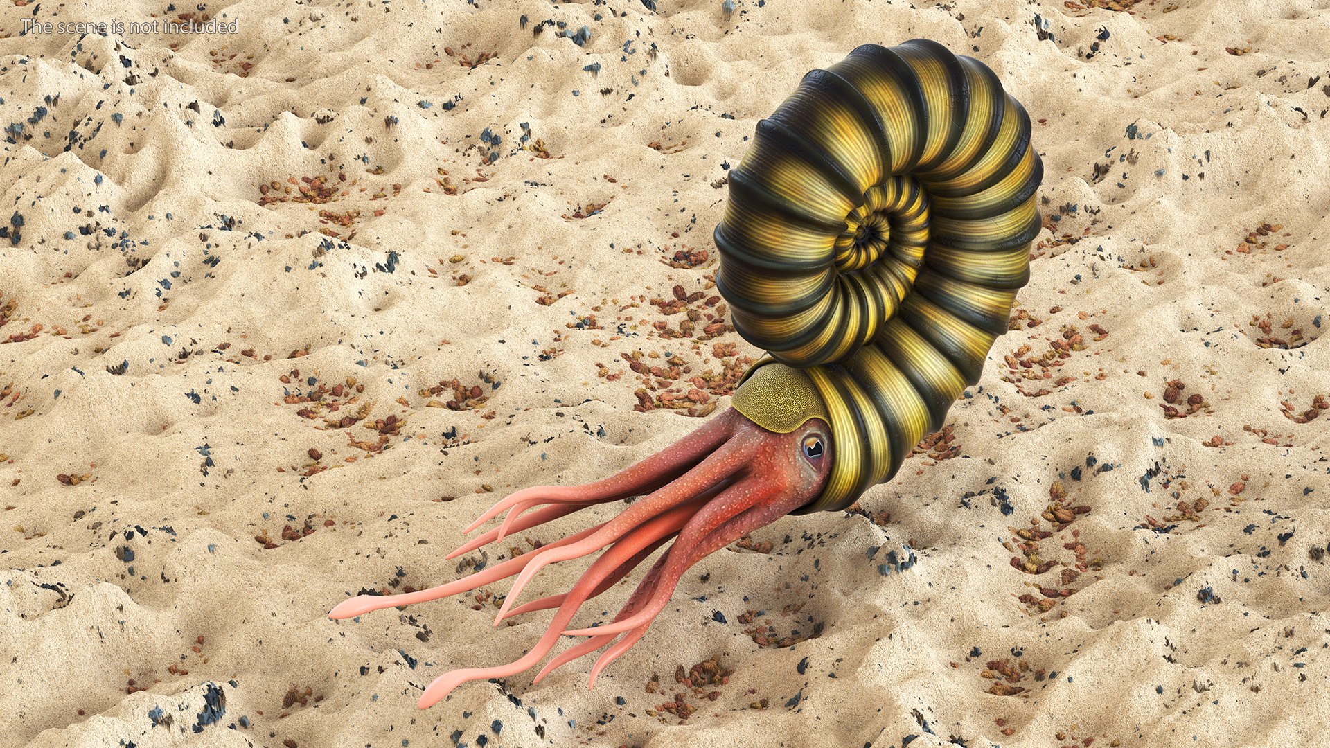 Ammonite For 3D Print 3D - TurboSquid 2256173