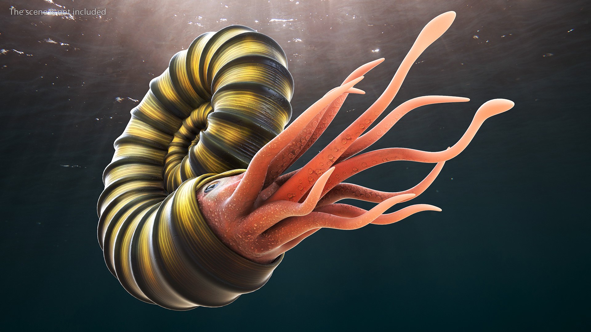 Ammonite For 3D Print 3D - TurboSquid 2256173