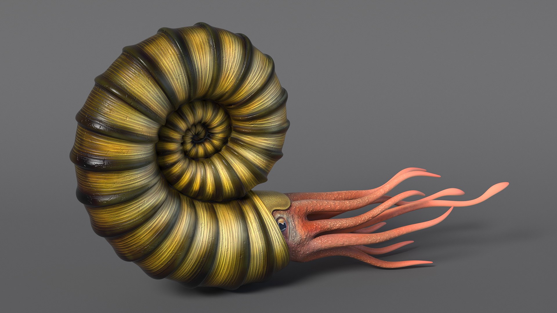 Ammonite For 3D Print 3D - TurboSquid 2256173