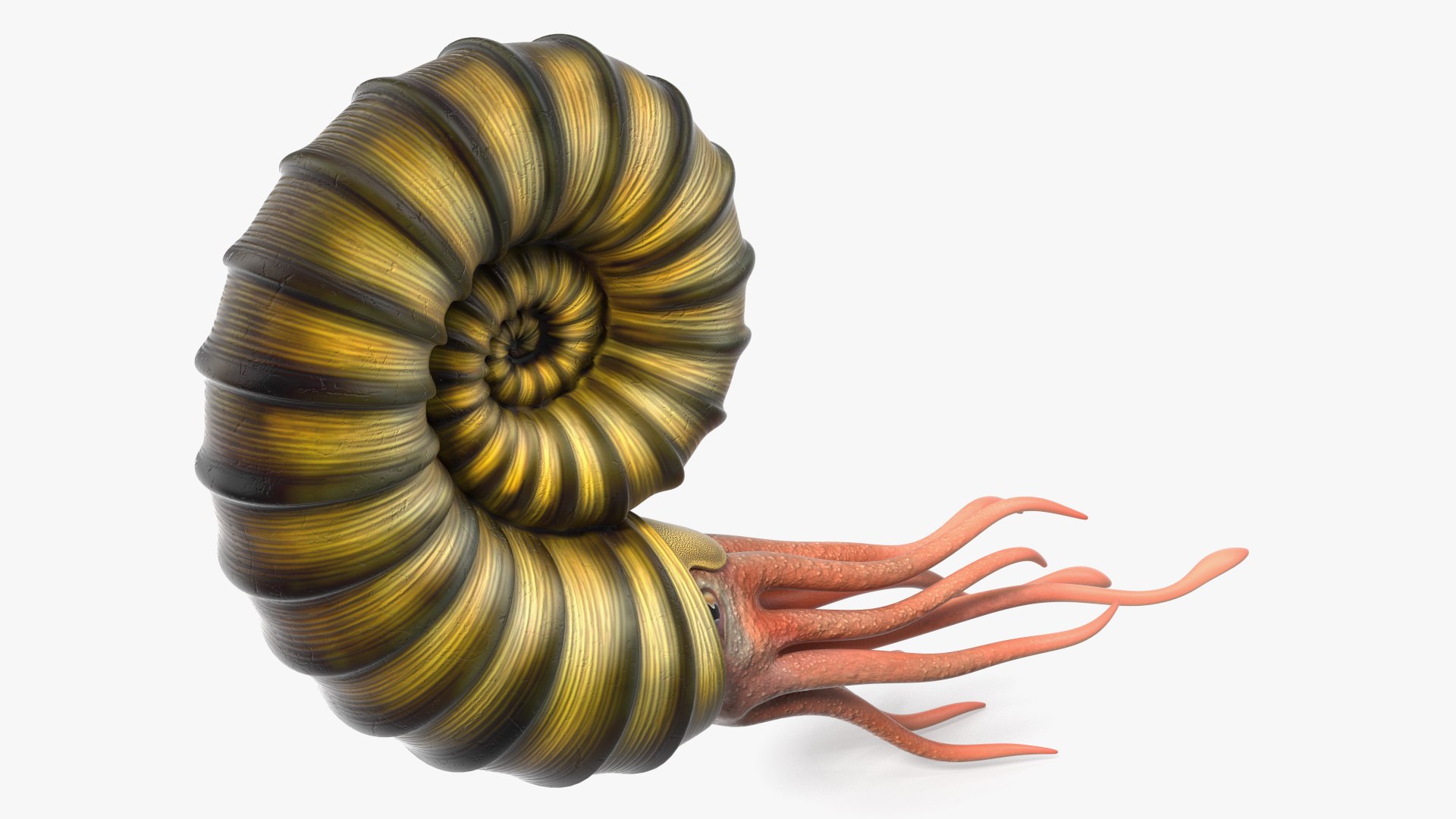 Ammonite For 3D Print 3D - TurboSquid 2256173