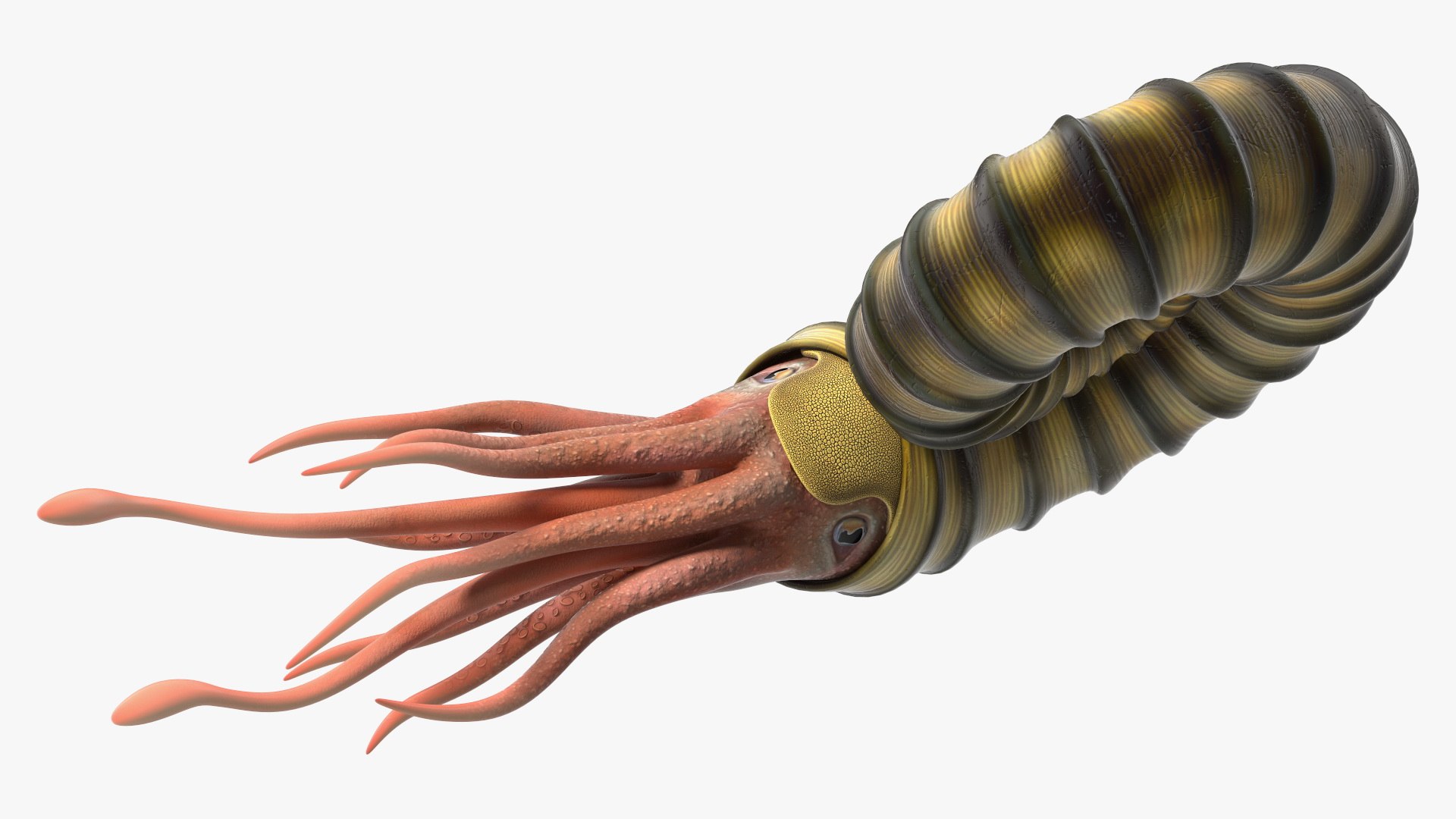 Ammonite For 3D Print 3D - TurboSquid 2256173