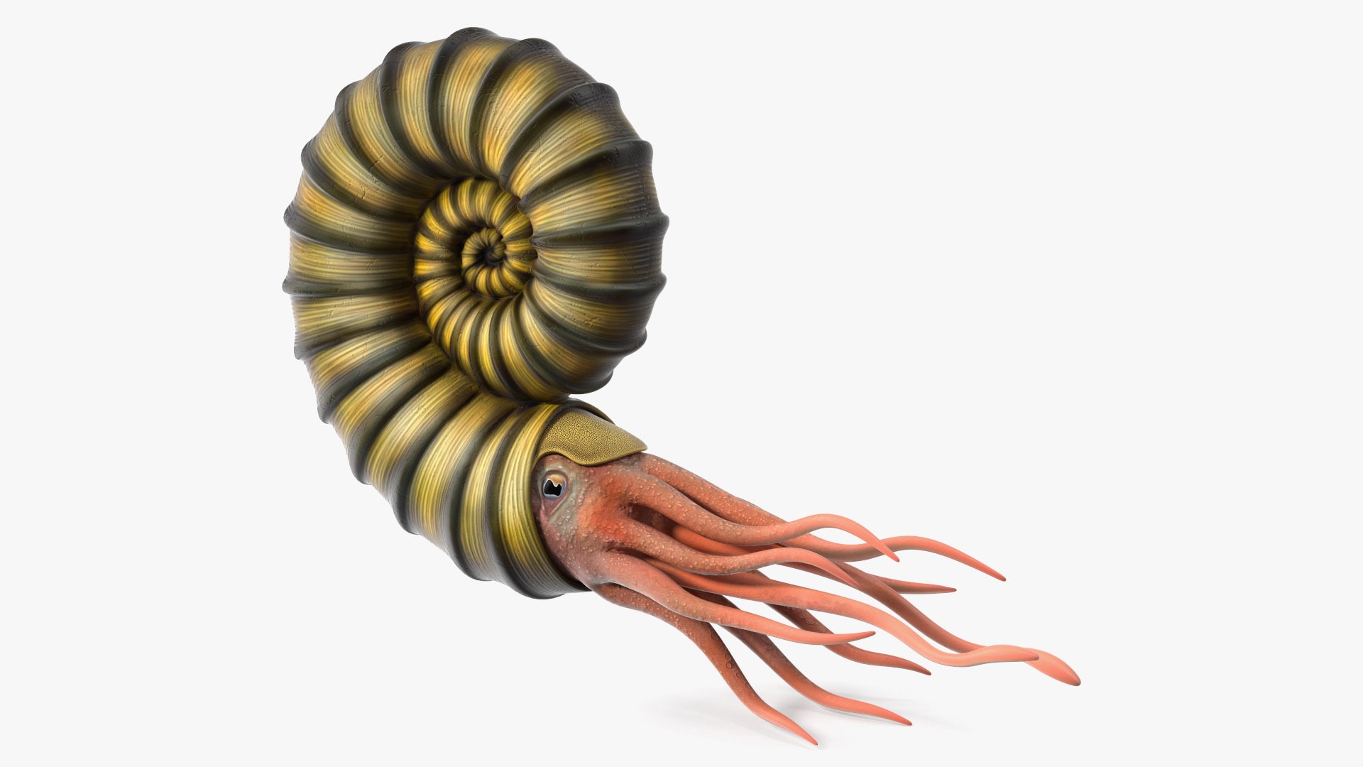 Ammonite For 3D Print 3D - TurboSquid 2256173