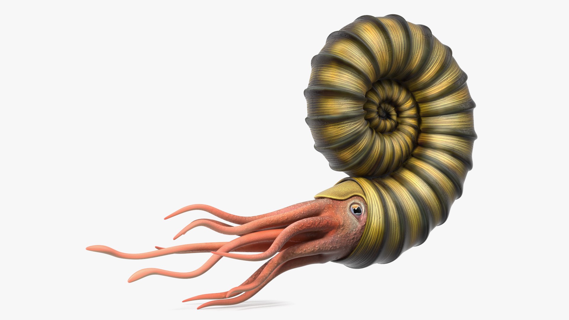 Ammonite For 3D Print 3D - TurboSquid 2256173