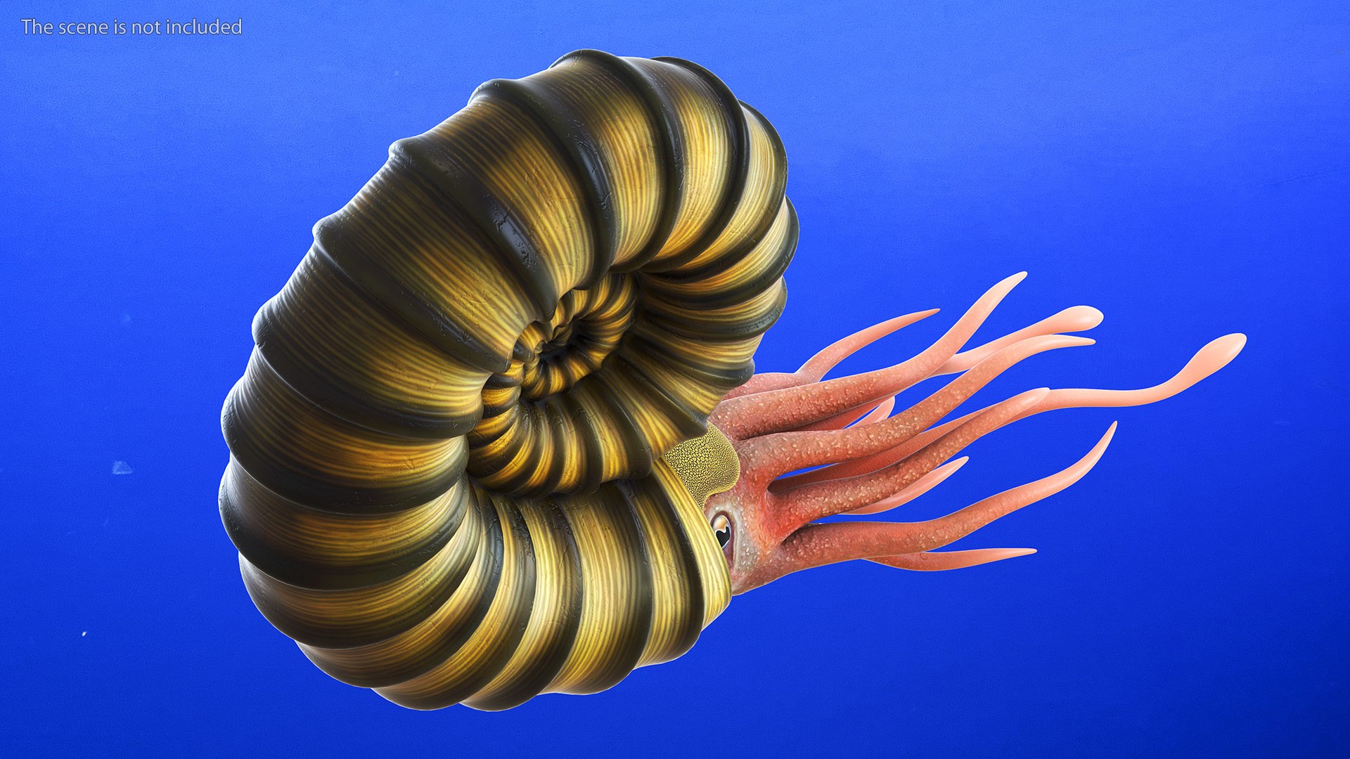 Ammonite For 3D Print 3D - TurboSquid 2256173