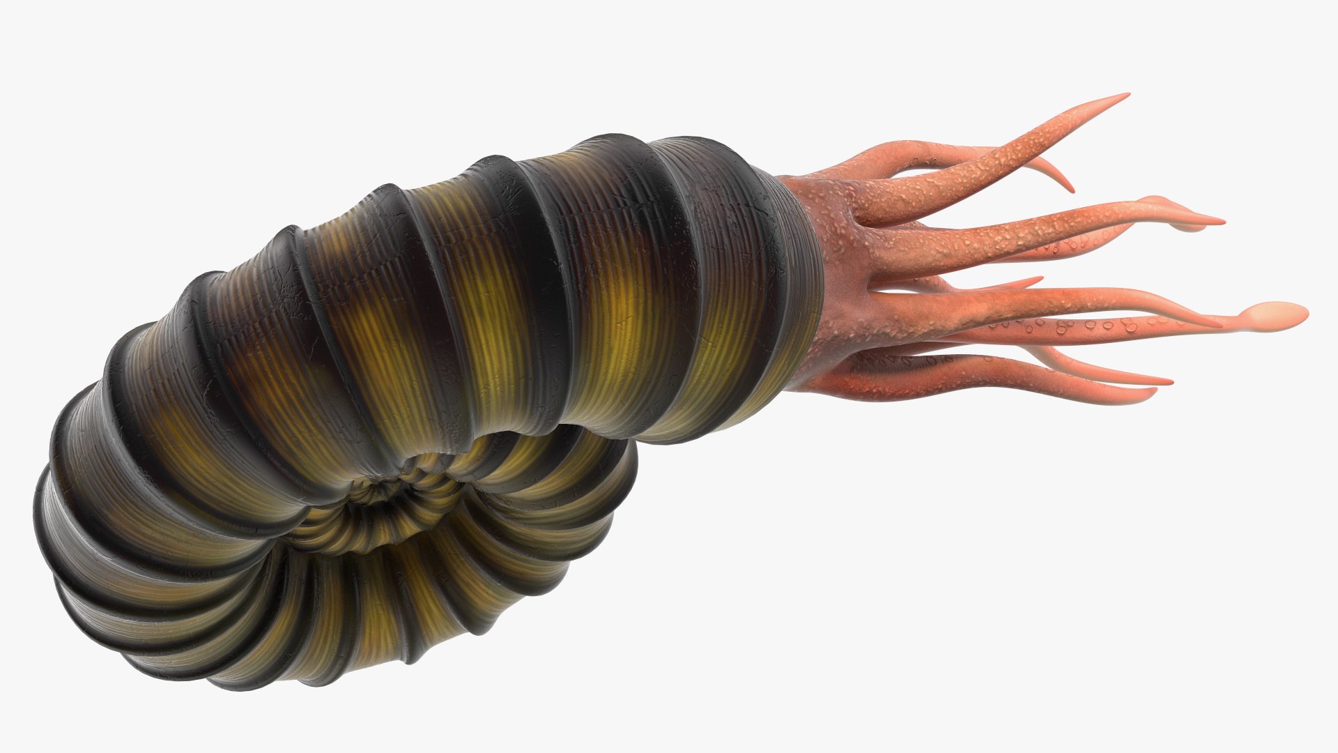Ammonite For 3D Print 3D - TurboSquid 2256173