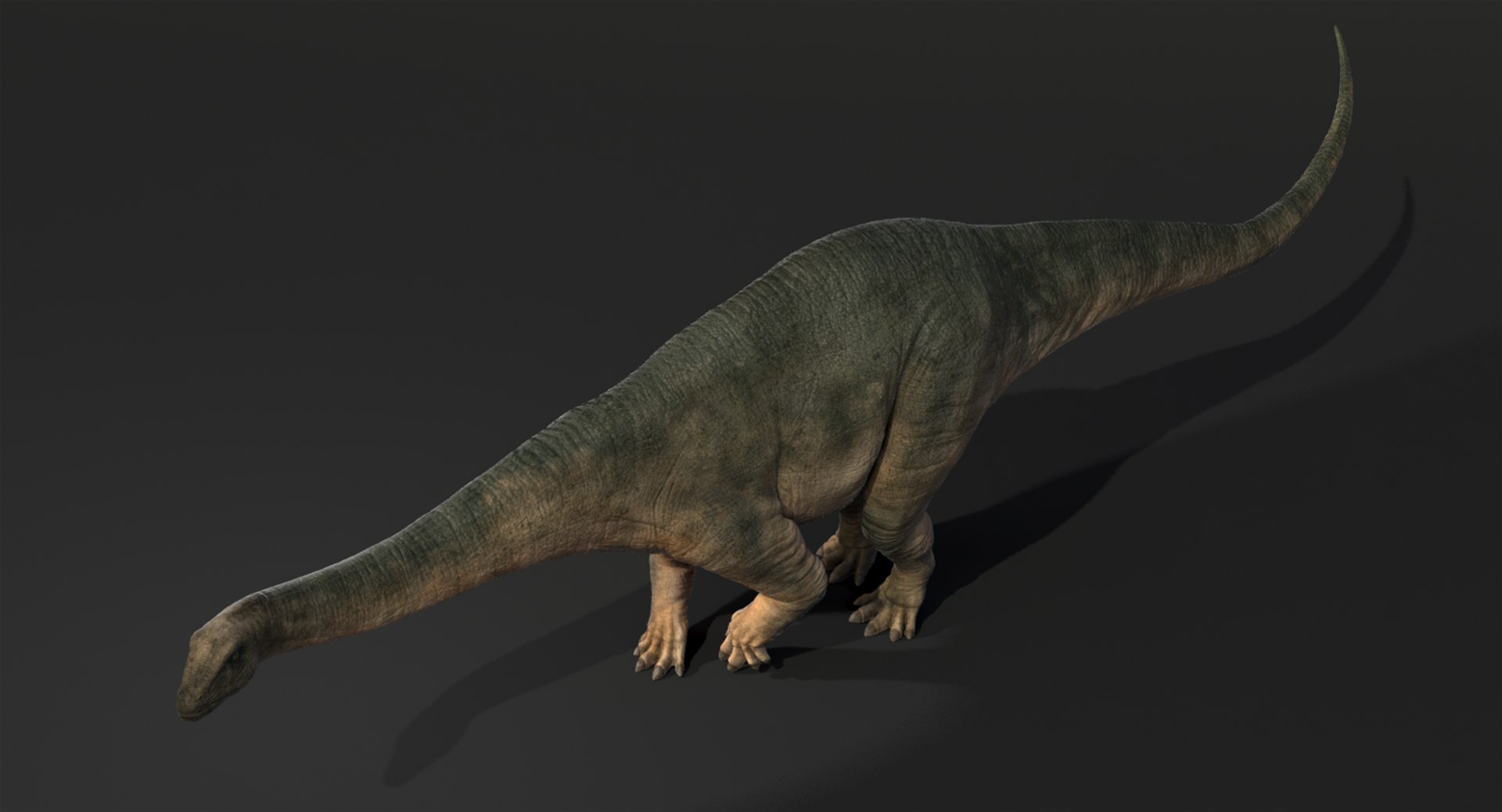 3d Brontosaurus Rigged