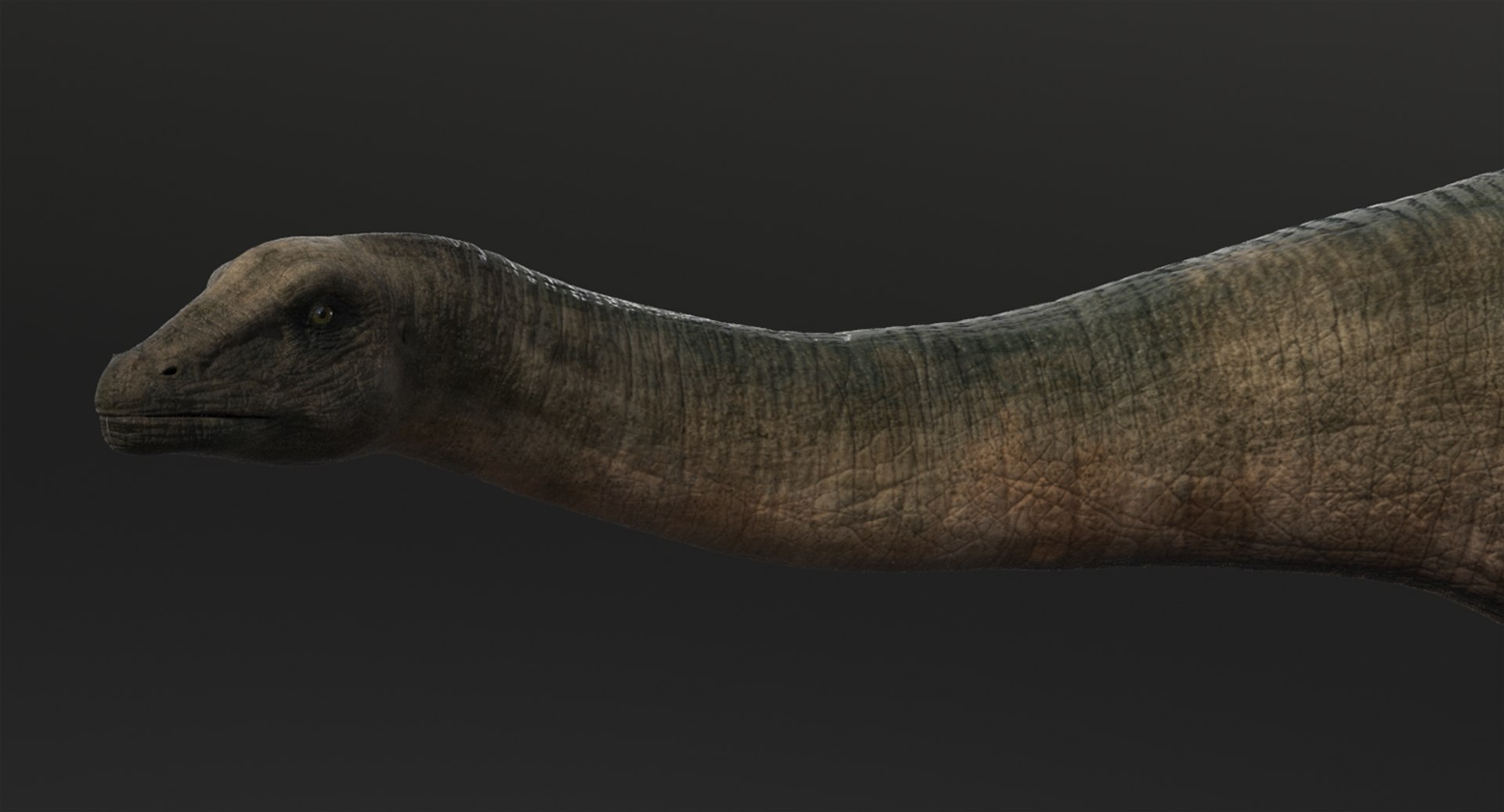 3d Brontosaurus Rigged