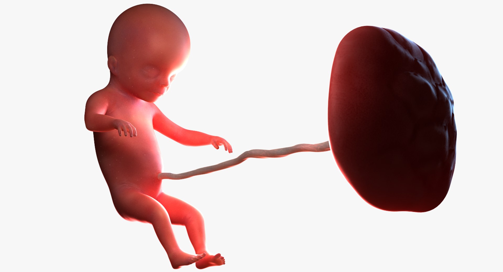 Fetus Week 19 Model - TurboSquid 1223658