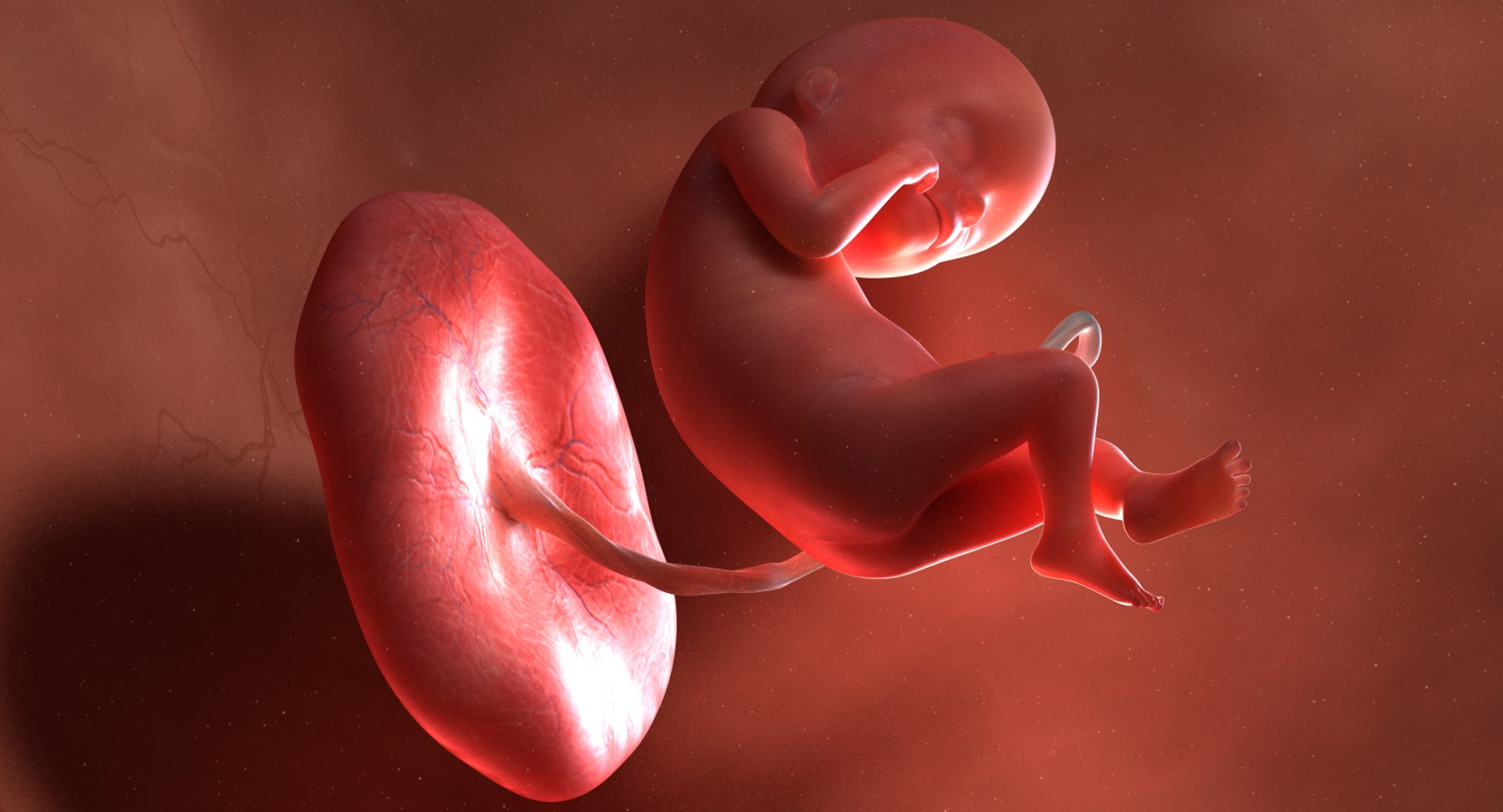 Fetus Week 19 Model - TurboSquid 1223658