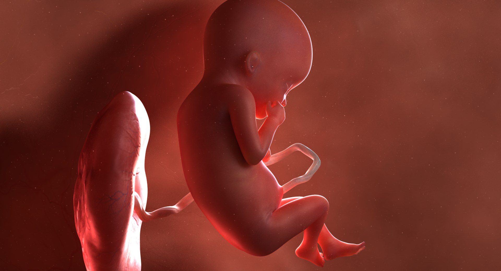 Fetus Week 19 Model - TurboSquid 1223658