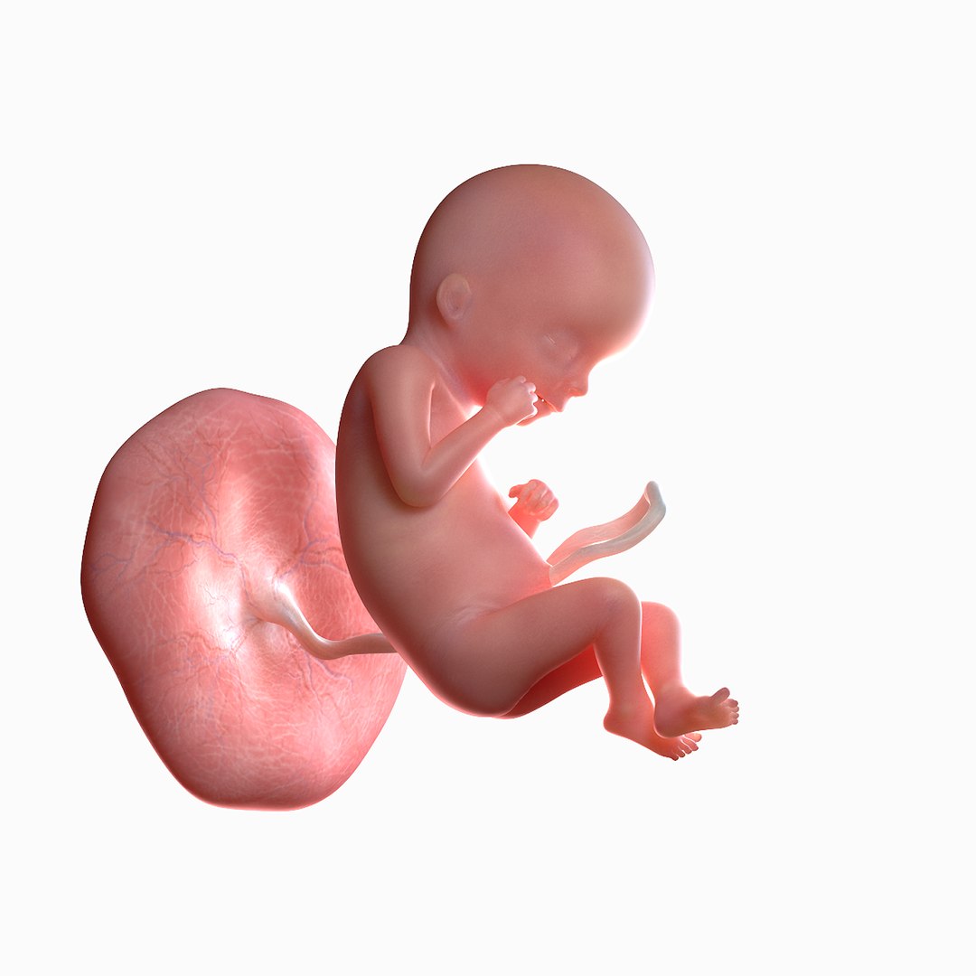 Fetus Week 19 Model - TurboSquid 1223658