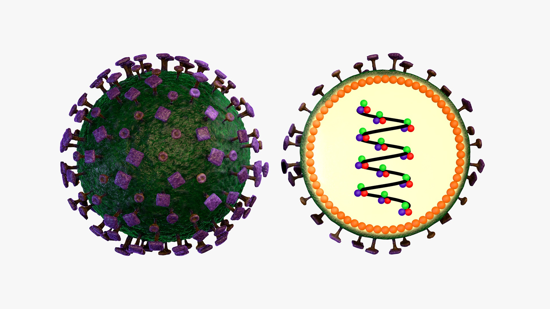 3D Anatomy Virus Science - TurboSquid 1685820