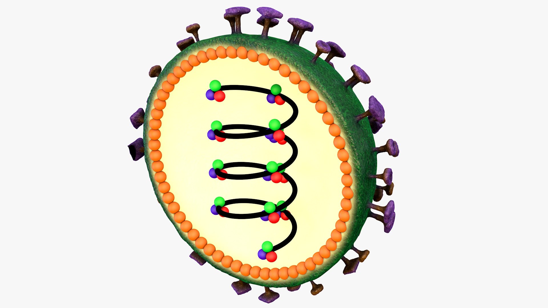 3D Anatomy Virus Science - TurboSquid 1685820