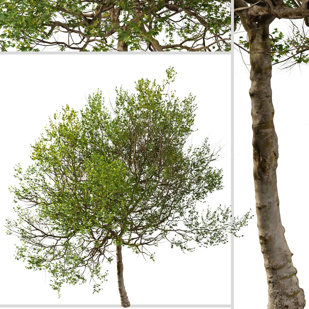 3D Model Set Of Western Sycamore Or Platanus Racemosa Tree - TurboSquid ...