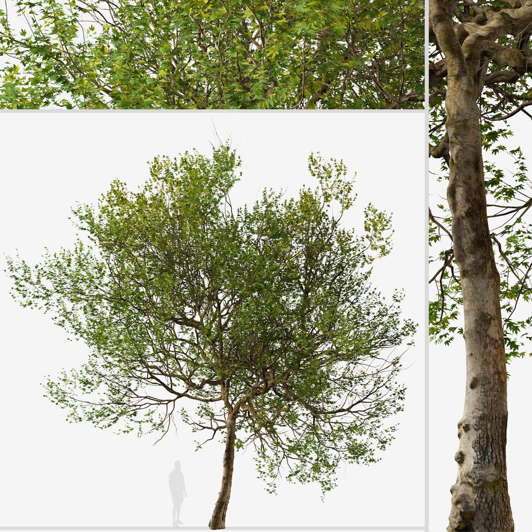3D Model Set Of Western Sycamore Or Platanus Racemosa Tree - TurboSquid ...