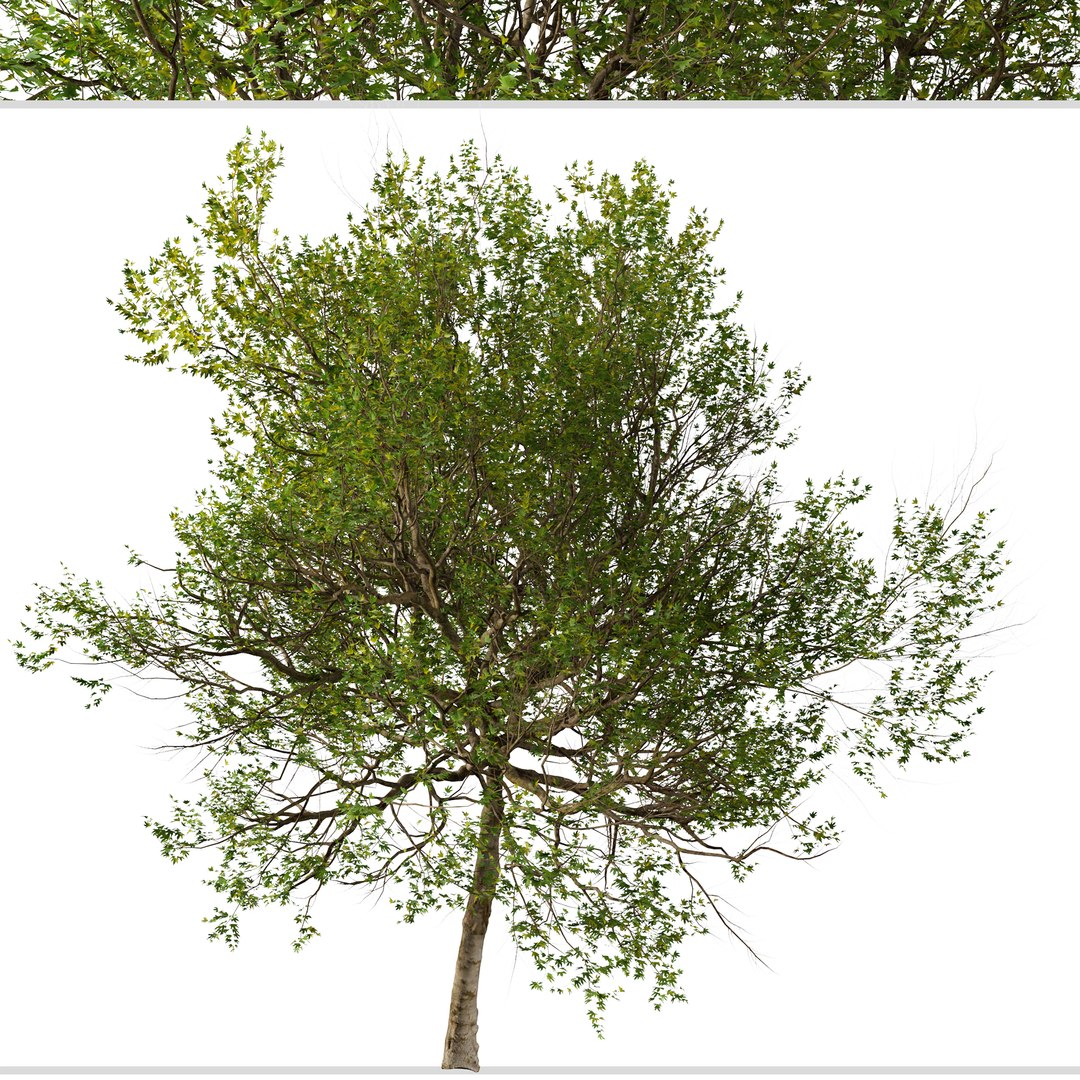 3D Model Set Of Western Sycamore Or Platanus Racemosa Tree - TurboSquid ...