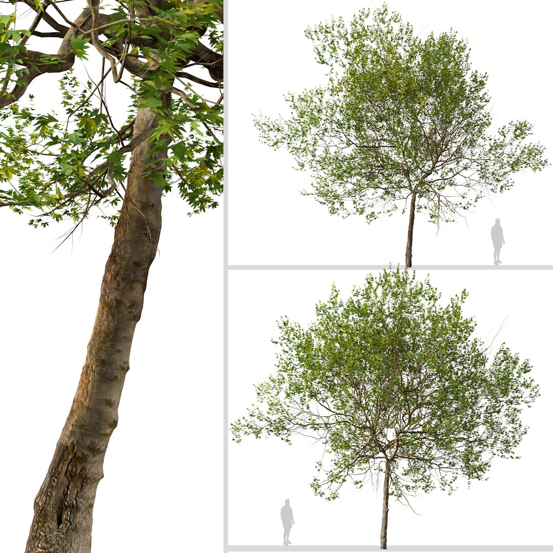 3D Model Set Of Western Sycamore Or Platanus Racemosa Tree - TurboSquid ...
