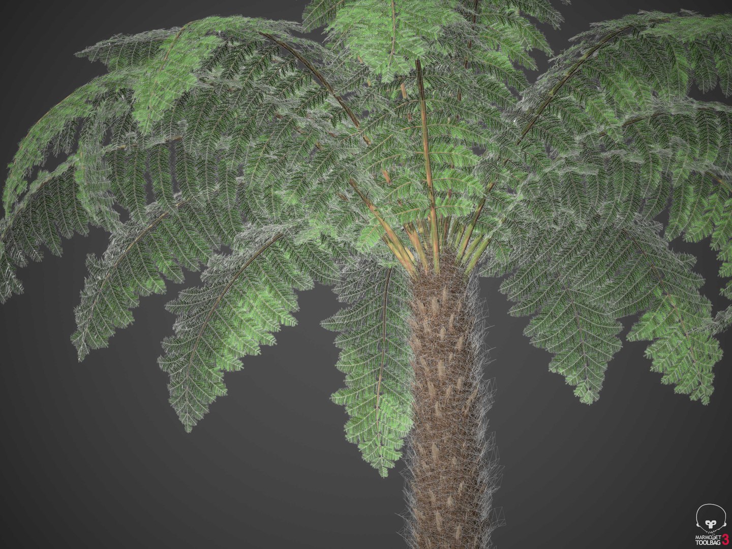 3D XfrogPlants Soft Tree Fern - Dicksonia Antarctica - TurboSquid 1731006