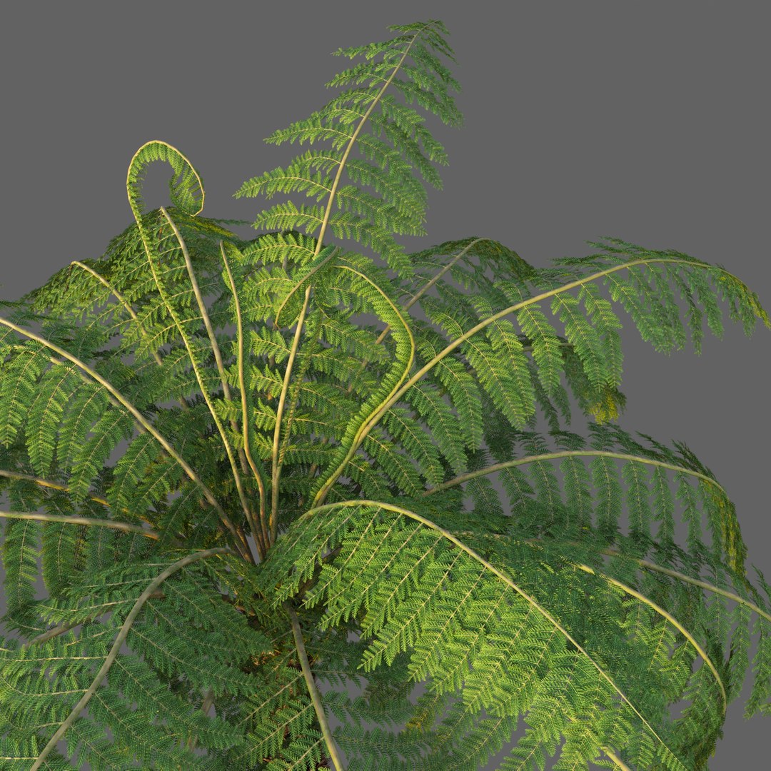 3D XfrogPlants Soft Tree Fern - Dicksonia Antarctica - TurboSquid 1731006