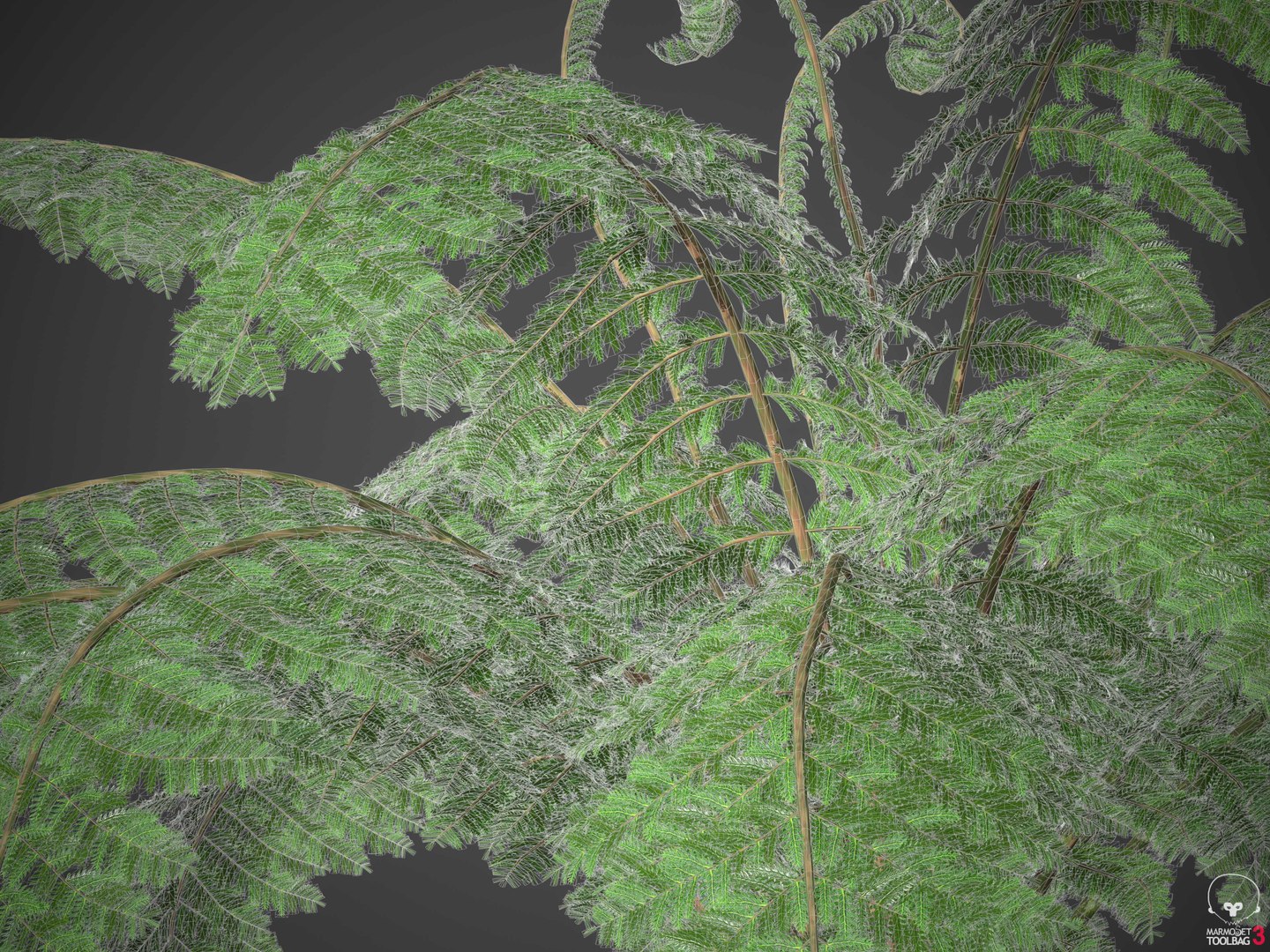 3D XfrogPlants Soft Tree Fern - Dicksonia Antarctica - TurboSquid 1731006