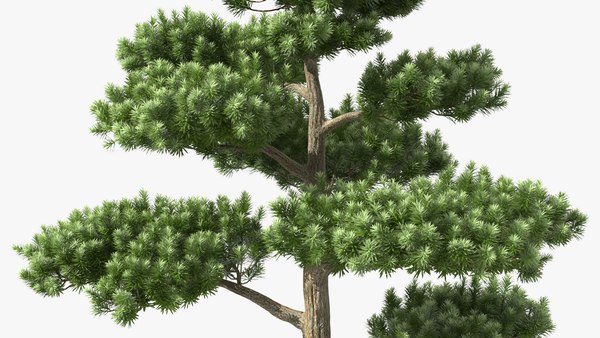 3D Evergreen Trees Collection 3 - TurboSquid 1887153