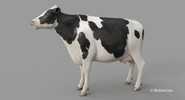 Cow holstein pro animations 3D model - TurboSquid 1407255