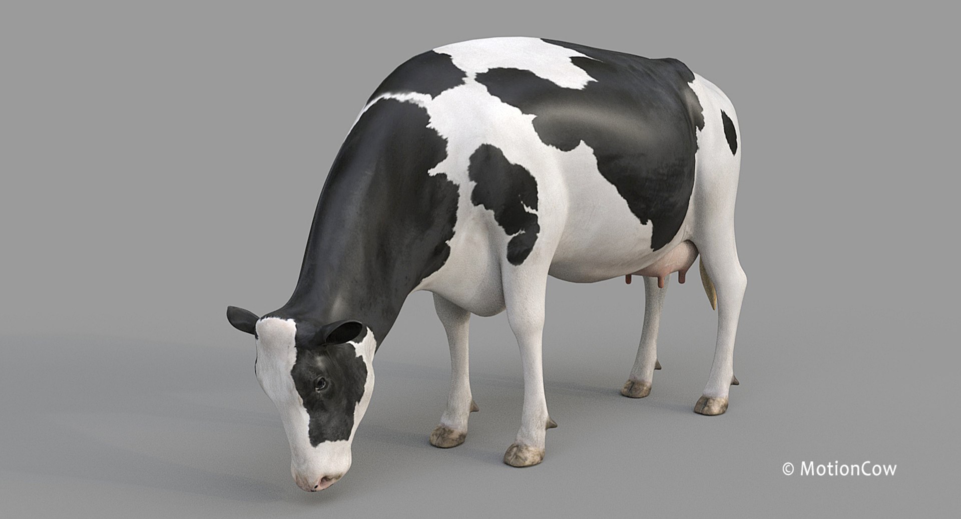 Cow holstein pro animations 3D model - TurboSquid 1407255