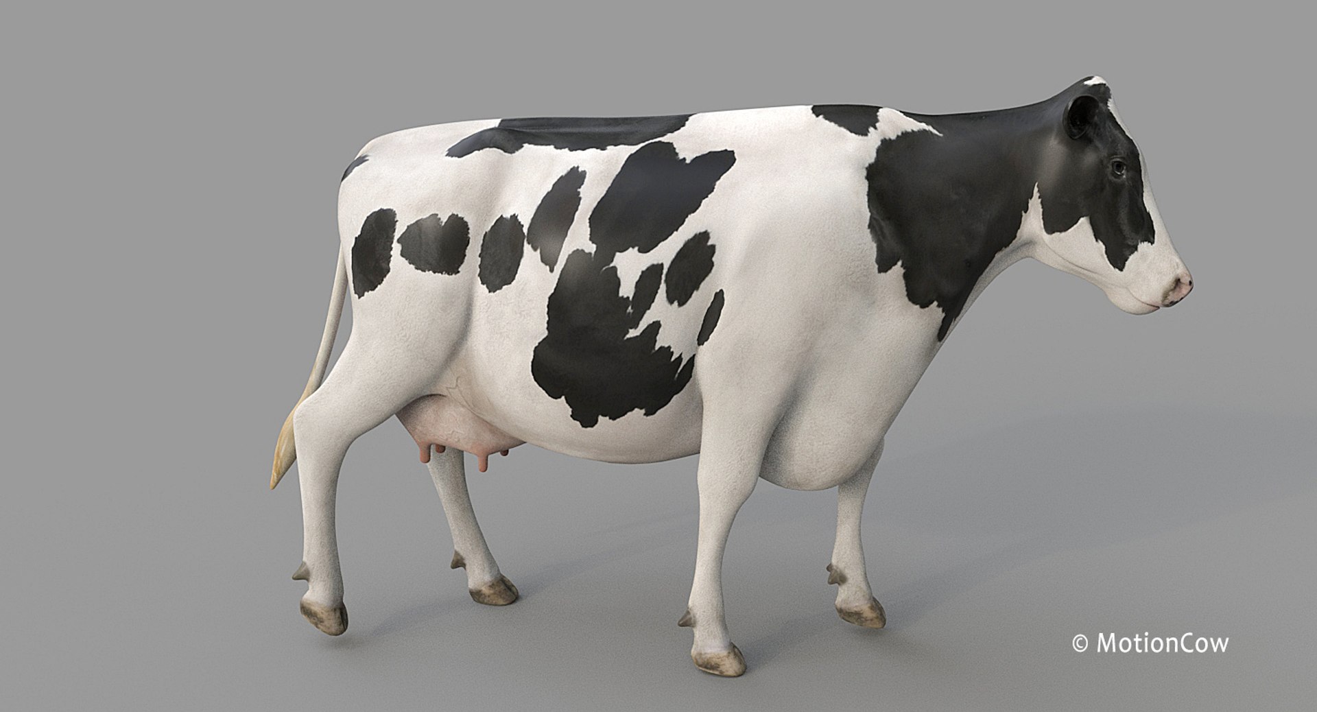 Cow holstein pro animations 3D model - TurboSquid 1407255