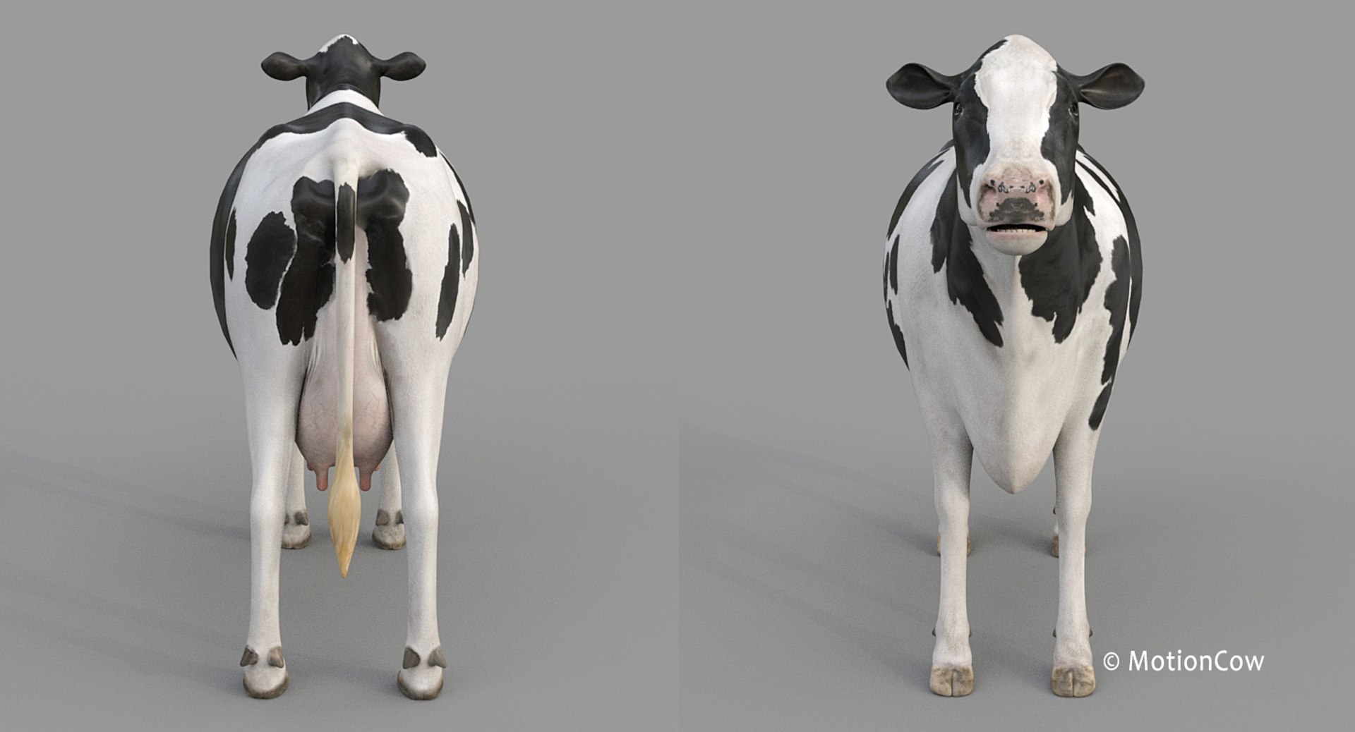 Cow holstein pro animations 3D model - TurboSquid 1407255