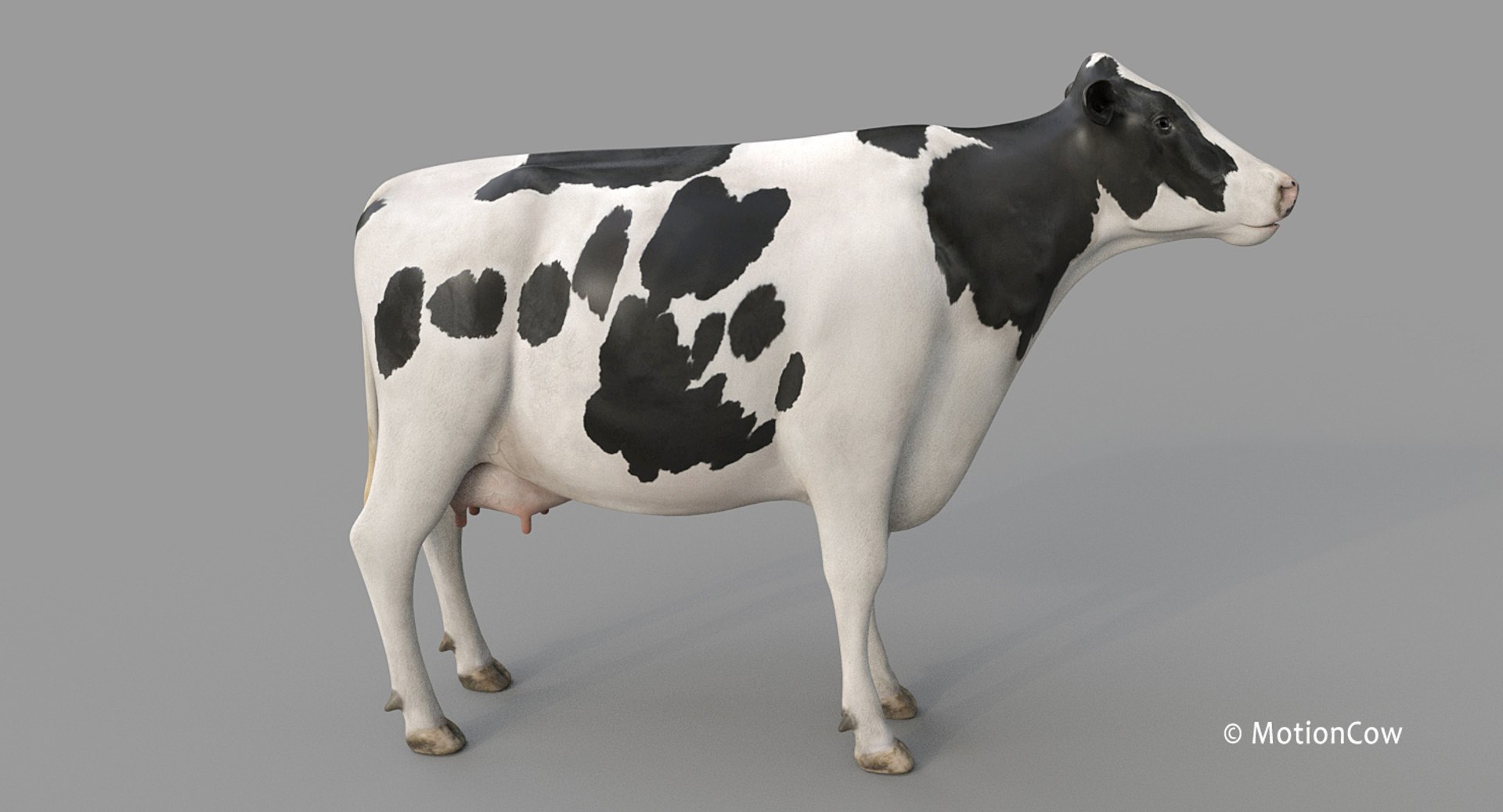 Cow holstein pro animations 3D model - TurboSquid 1407255