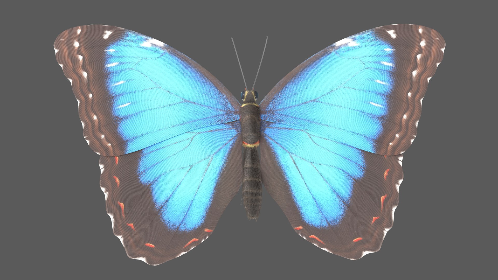 Blue Morpho Butterfly Animated 3D - TurboSquid 2017386