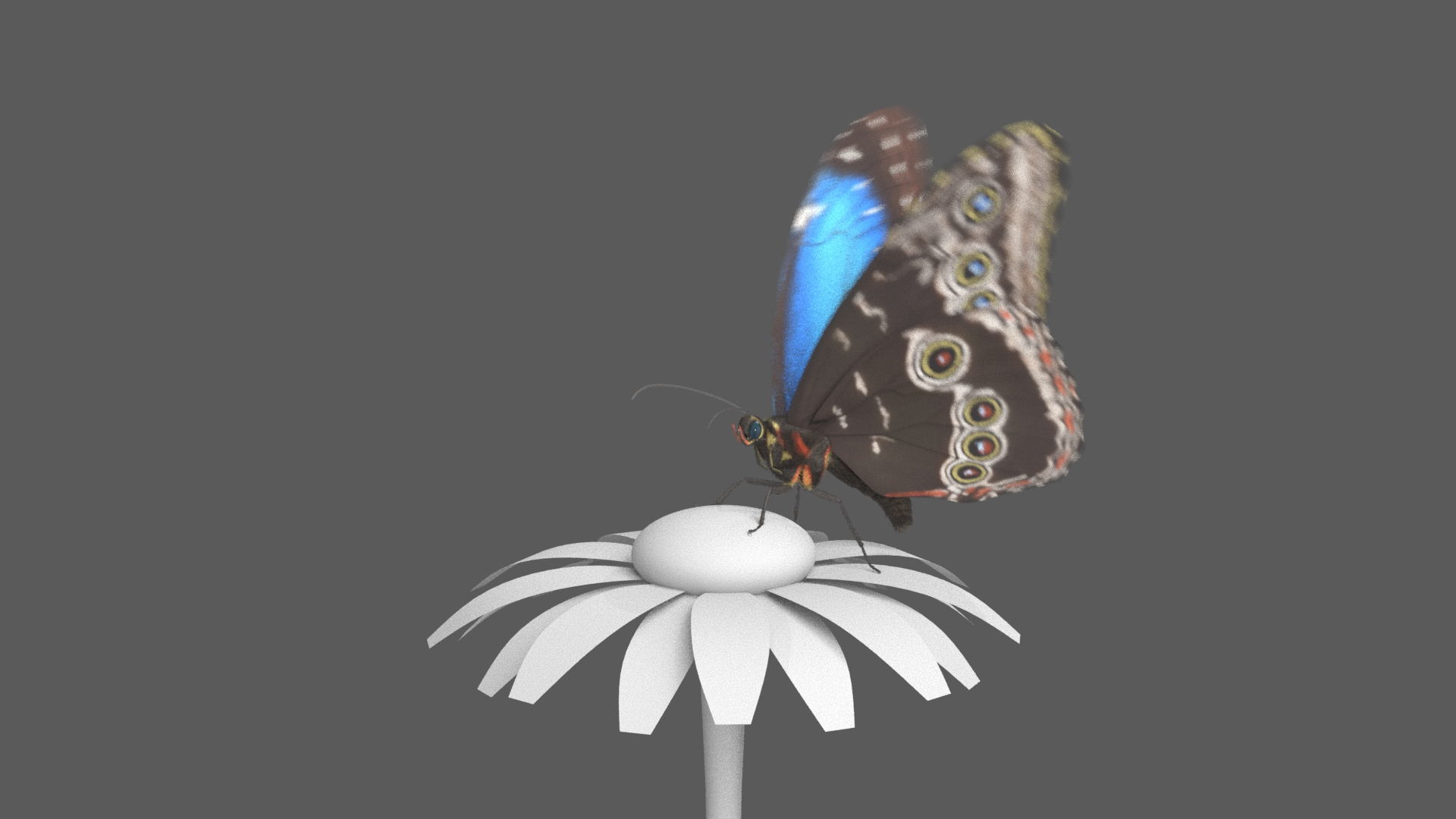 Blue Morpho Butterfly Animated 3D - TurboSquid 2017386