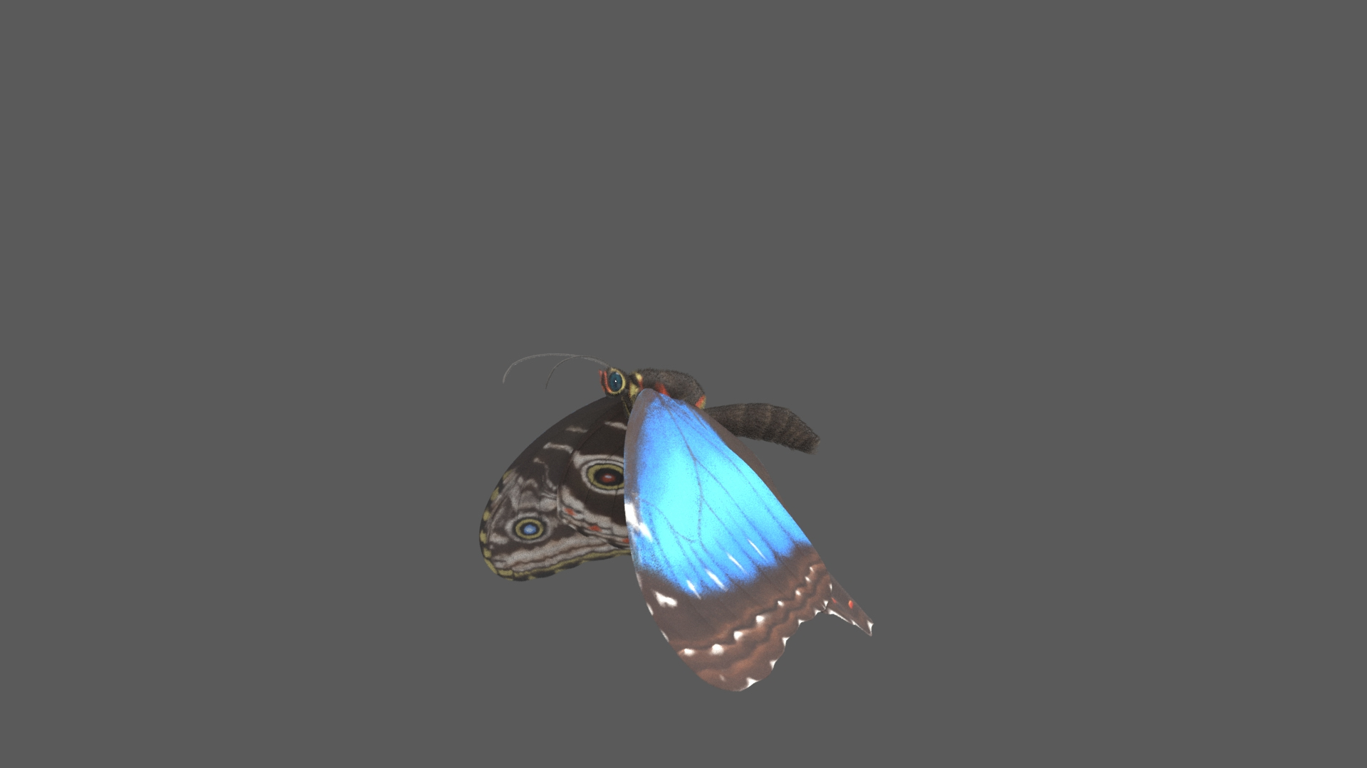 Blue Morpho Butterfly Animated 3D - TurboSquid 2017386