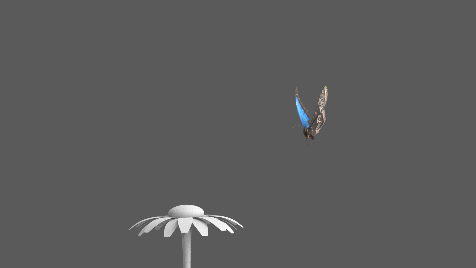 Blue Morpho Butterfly Animated 3D - TurboSquid 2017386