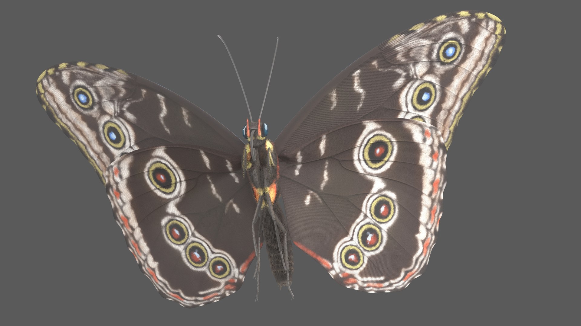 Blue Morpho Butterfly Animated 3D - TurboSquid 2017386