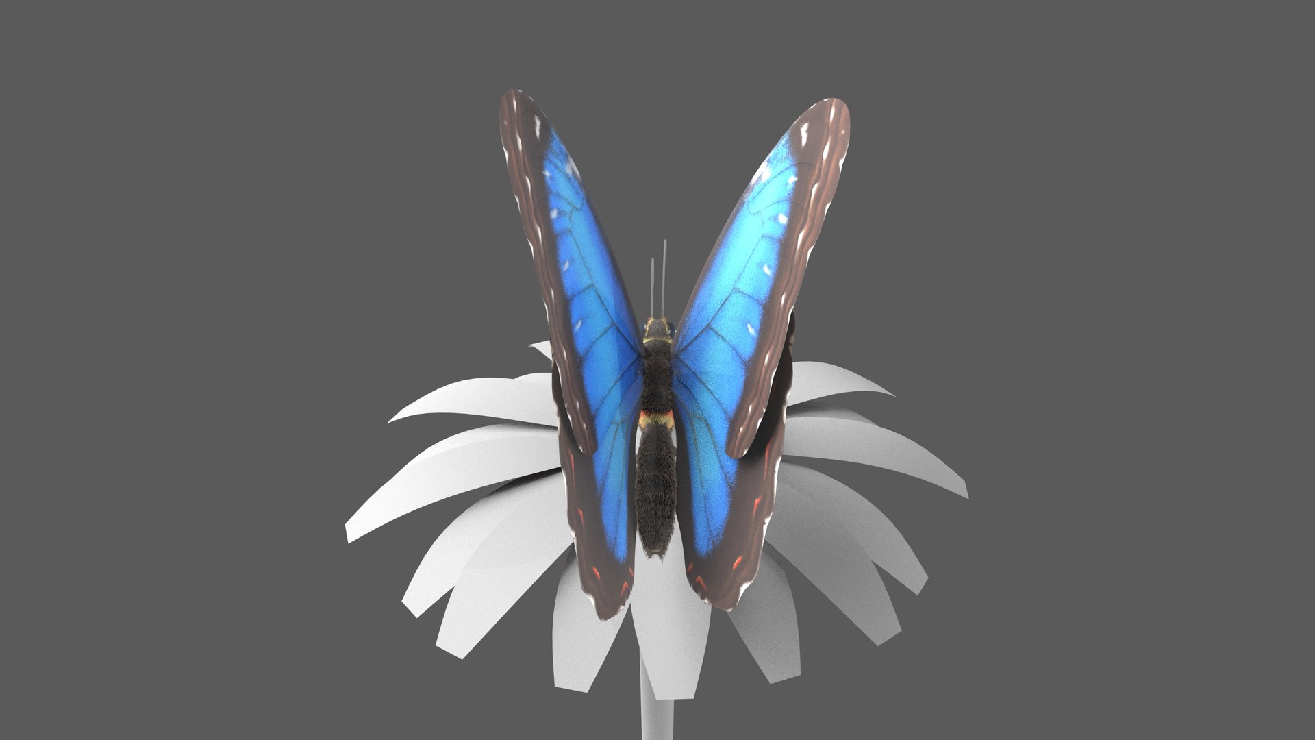 Blue Morpho Butterfly Animated 3D - TurboSquid 2017386