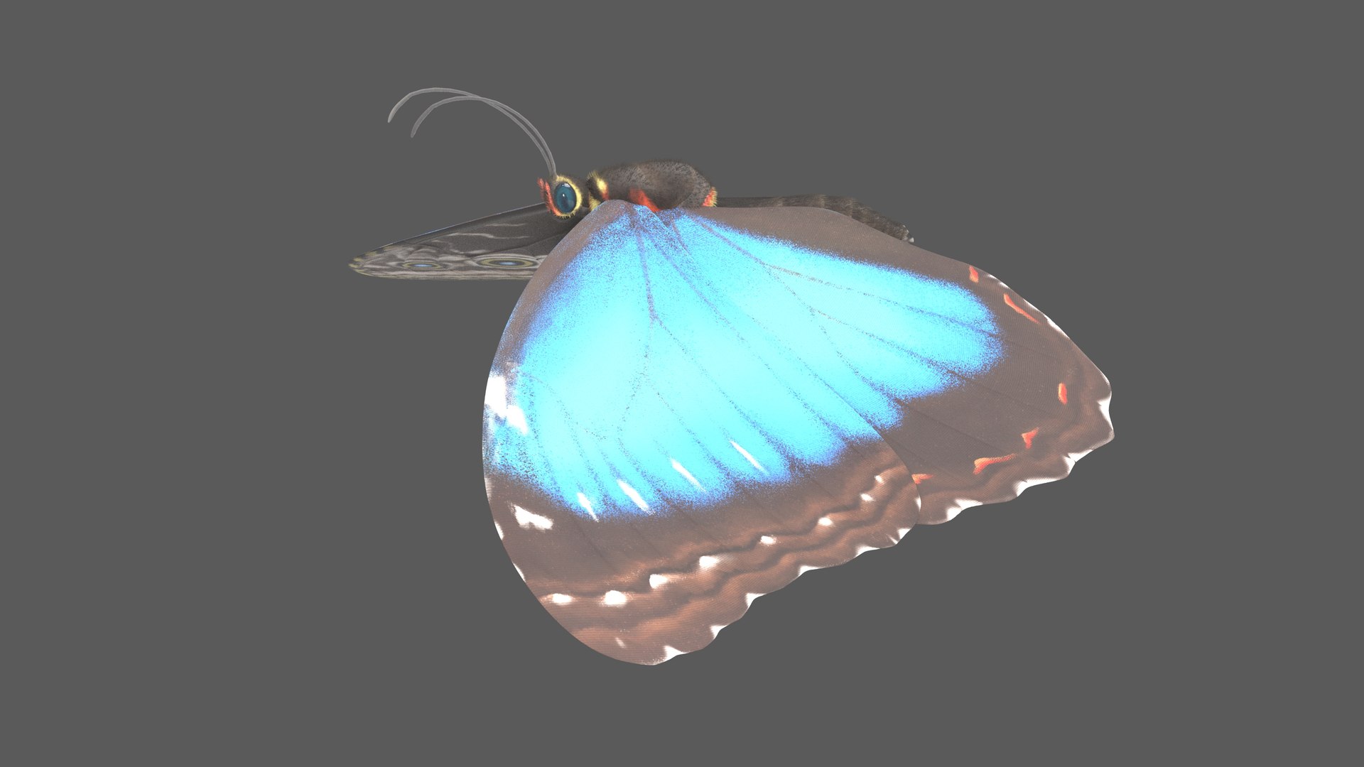 Blue Morpho Butterfly Animated 3D - TurboSquid 2017386
