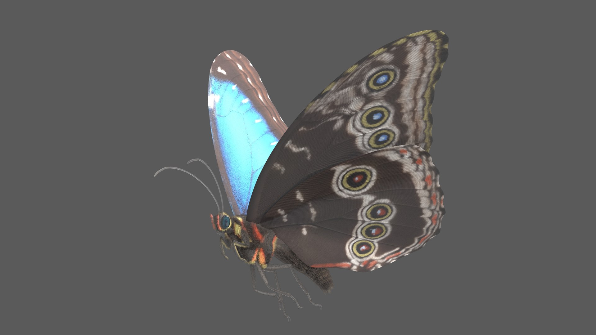 Blue Morpho Butterfly Animated 3D - TurboSquid 2017386