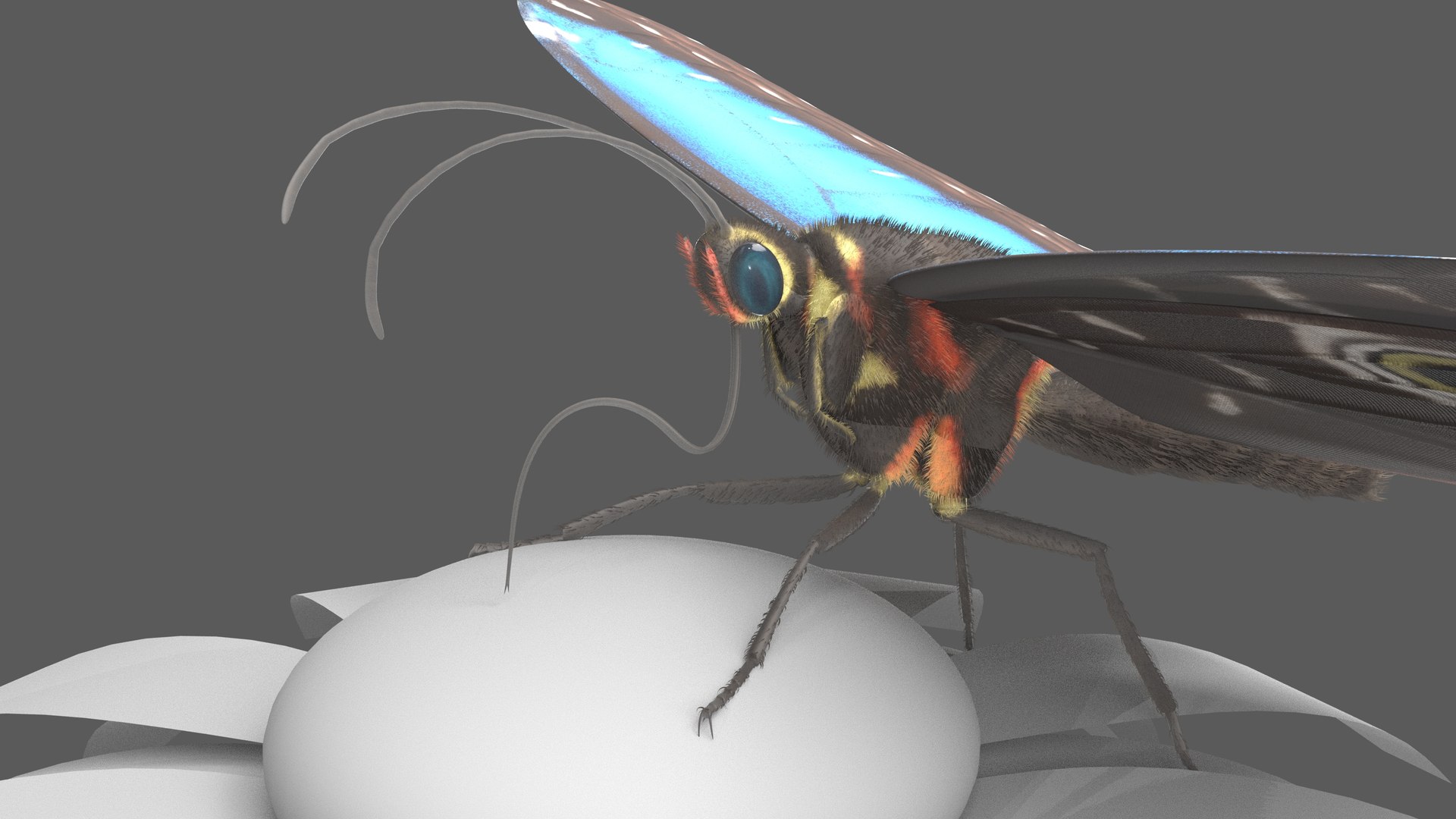 Blue Morpho Butterfly Animated 3D - TurboSquid 2017386